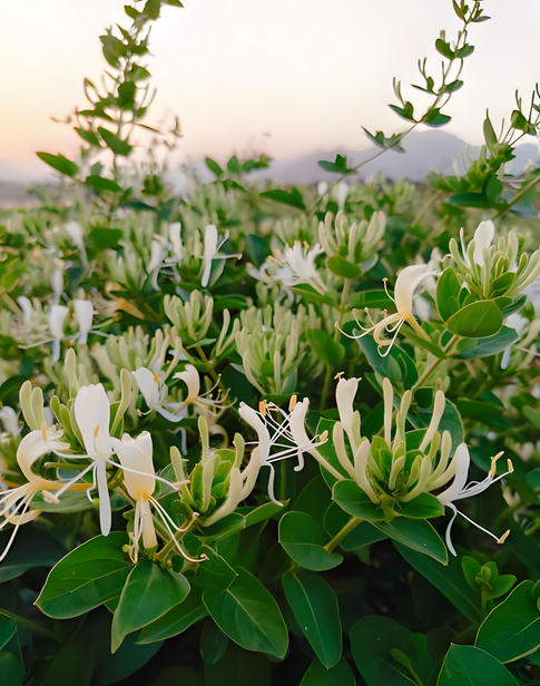 Premium Flower & Herbal Tea Collection | Organic, Caffeine-Free Blends ...